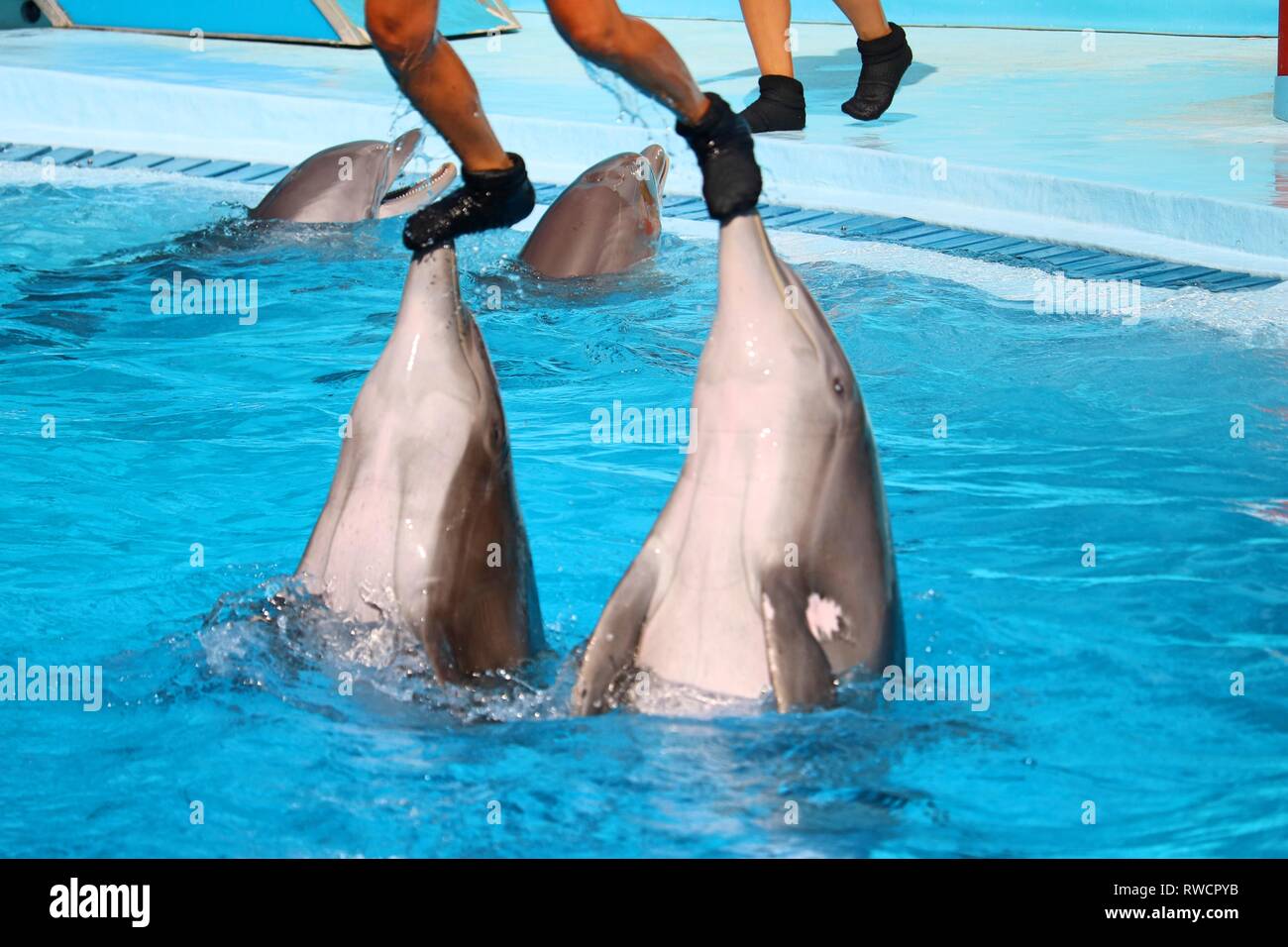 Adorable dolphin hi-res stock photography and images - Alamy