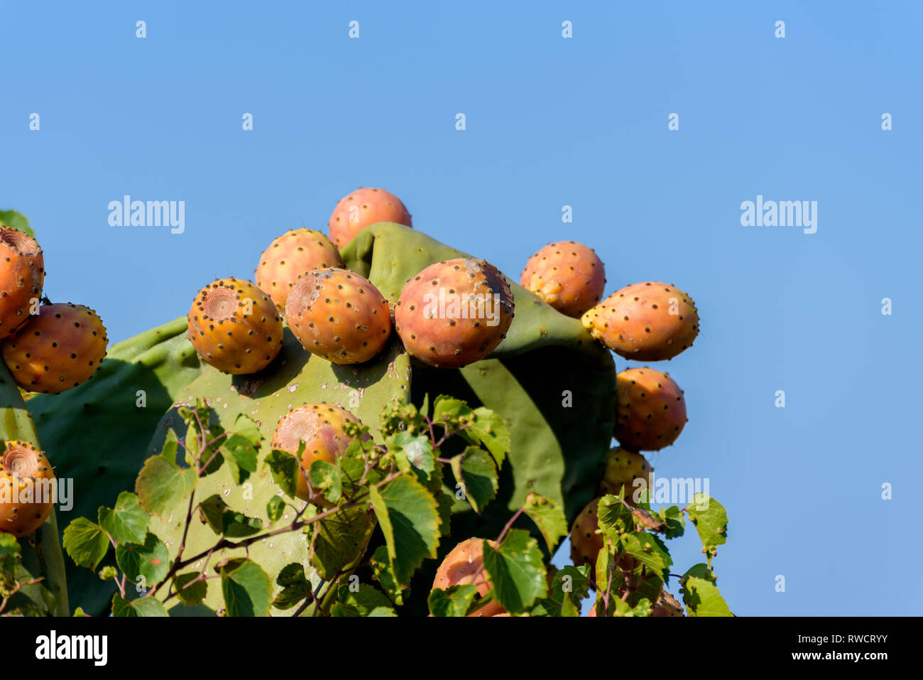 Barbary fig tree hi-res stock photography and images - Alamy