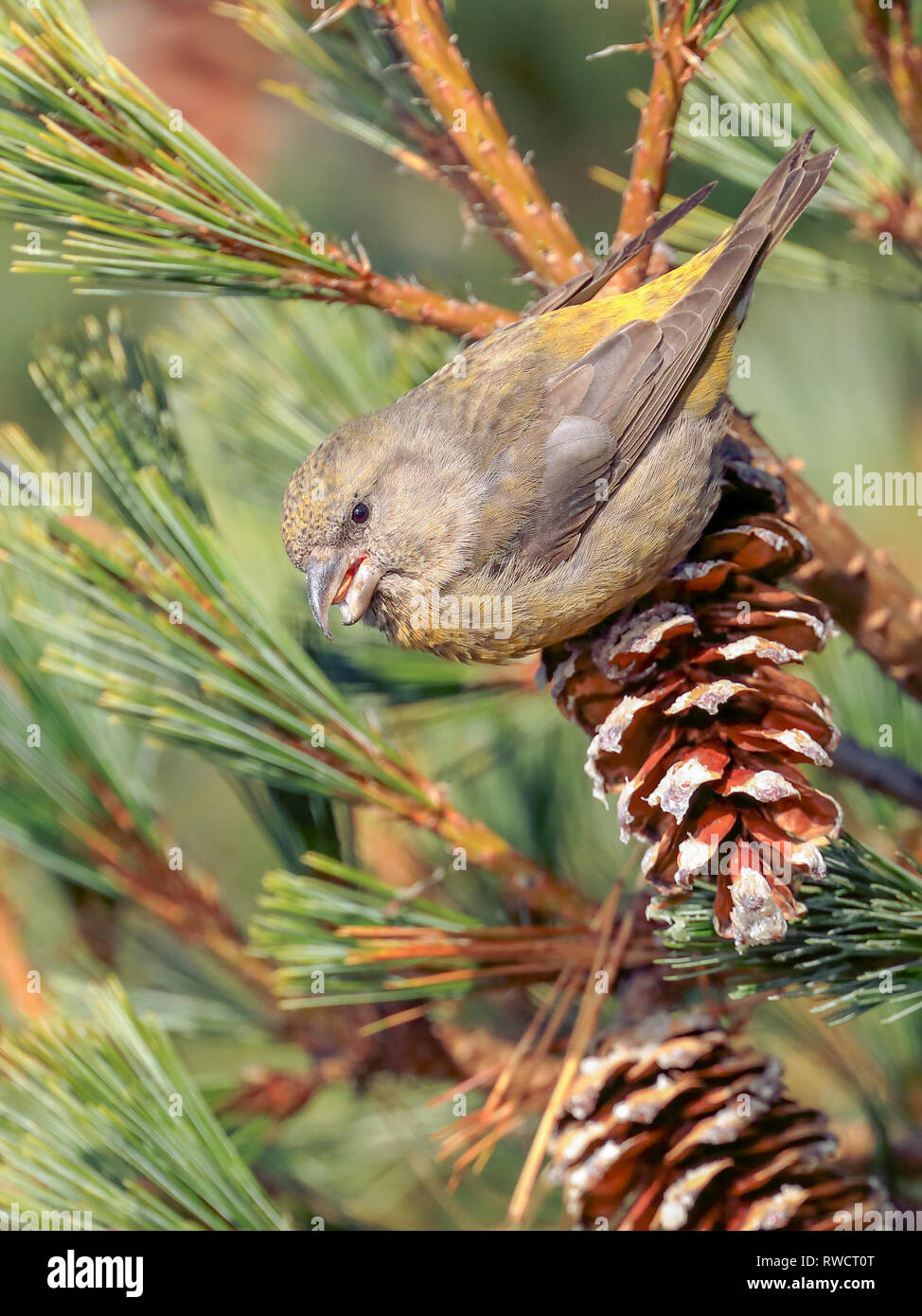 Female red crossbill hi-res stock photography and images - Alamy