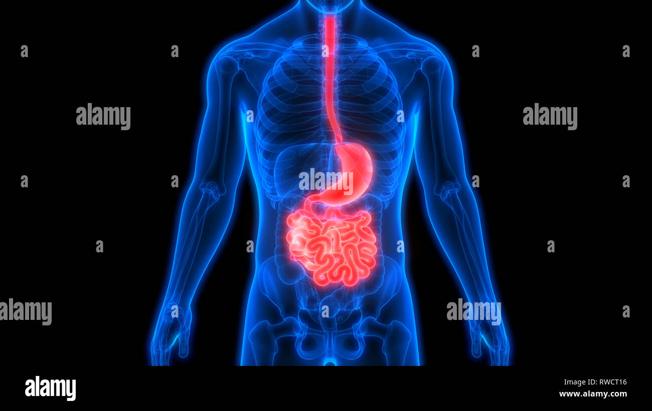Human Digestive System Stomach with Small Intestine Anatomy Stock Photo ...