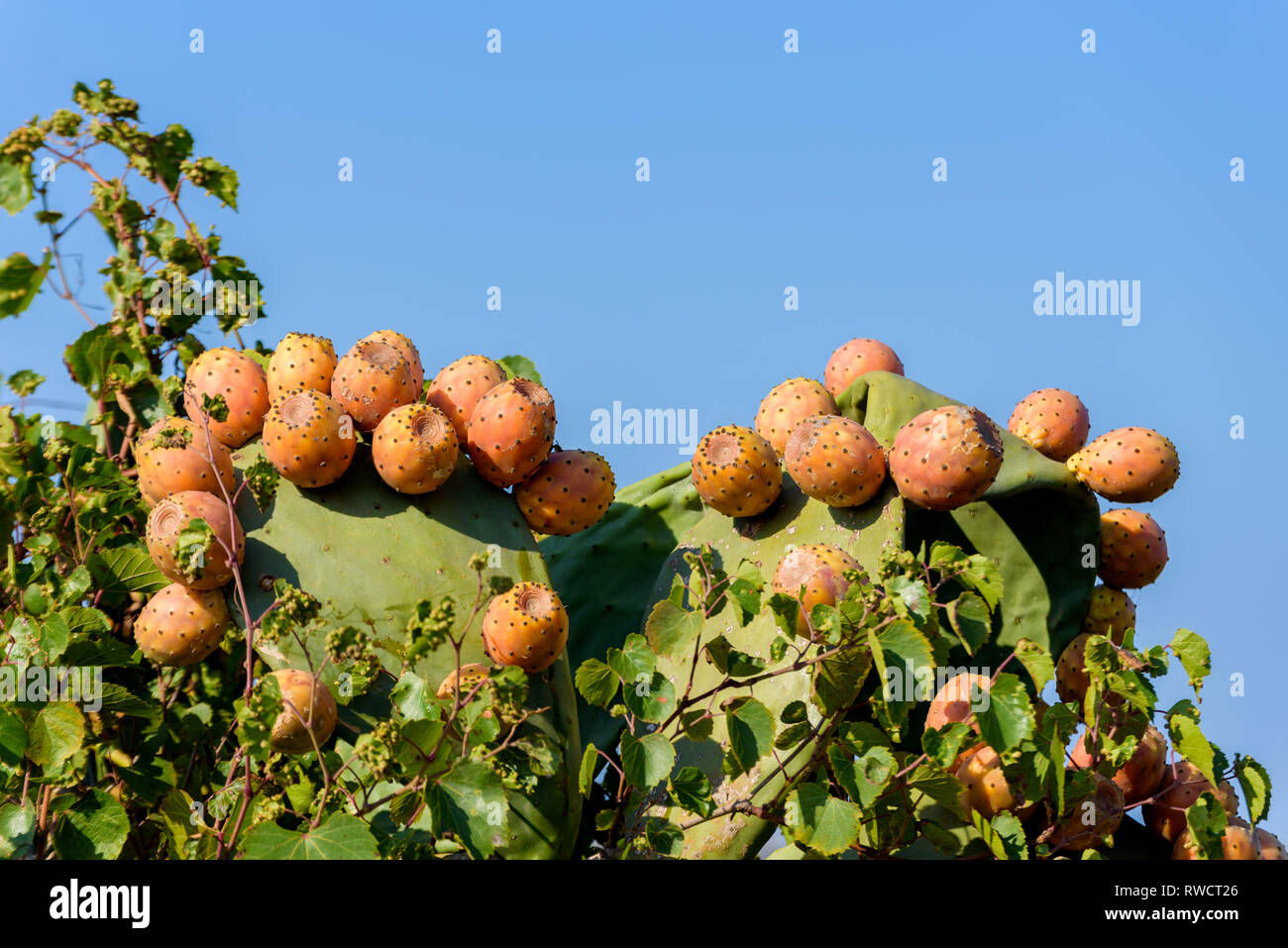 Close up on green prickly pears (Opuntia ficus indica) also known as ...