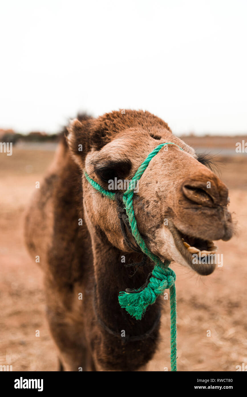 Baby dromedar hi-res stock photography and images - Alamy