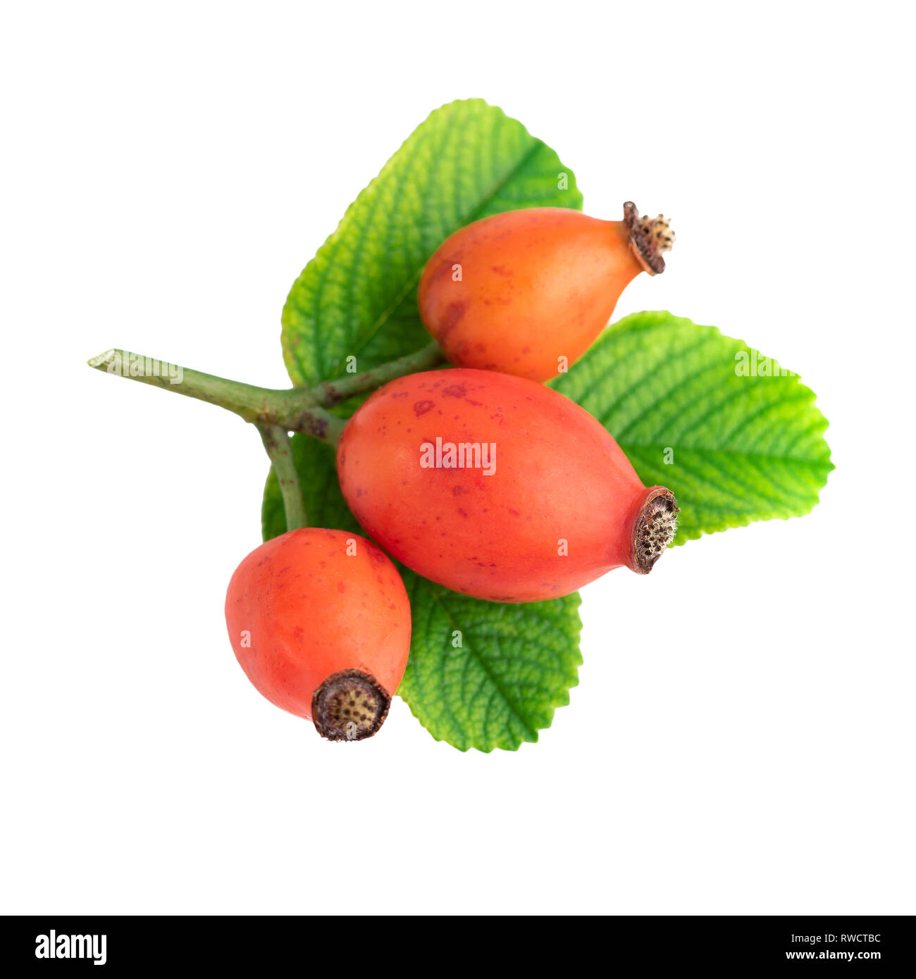 Rose hip with green leaf isolated on white. Flat lay, top view Stock ...