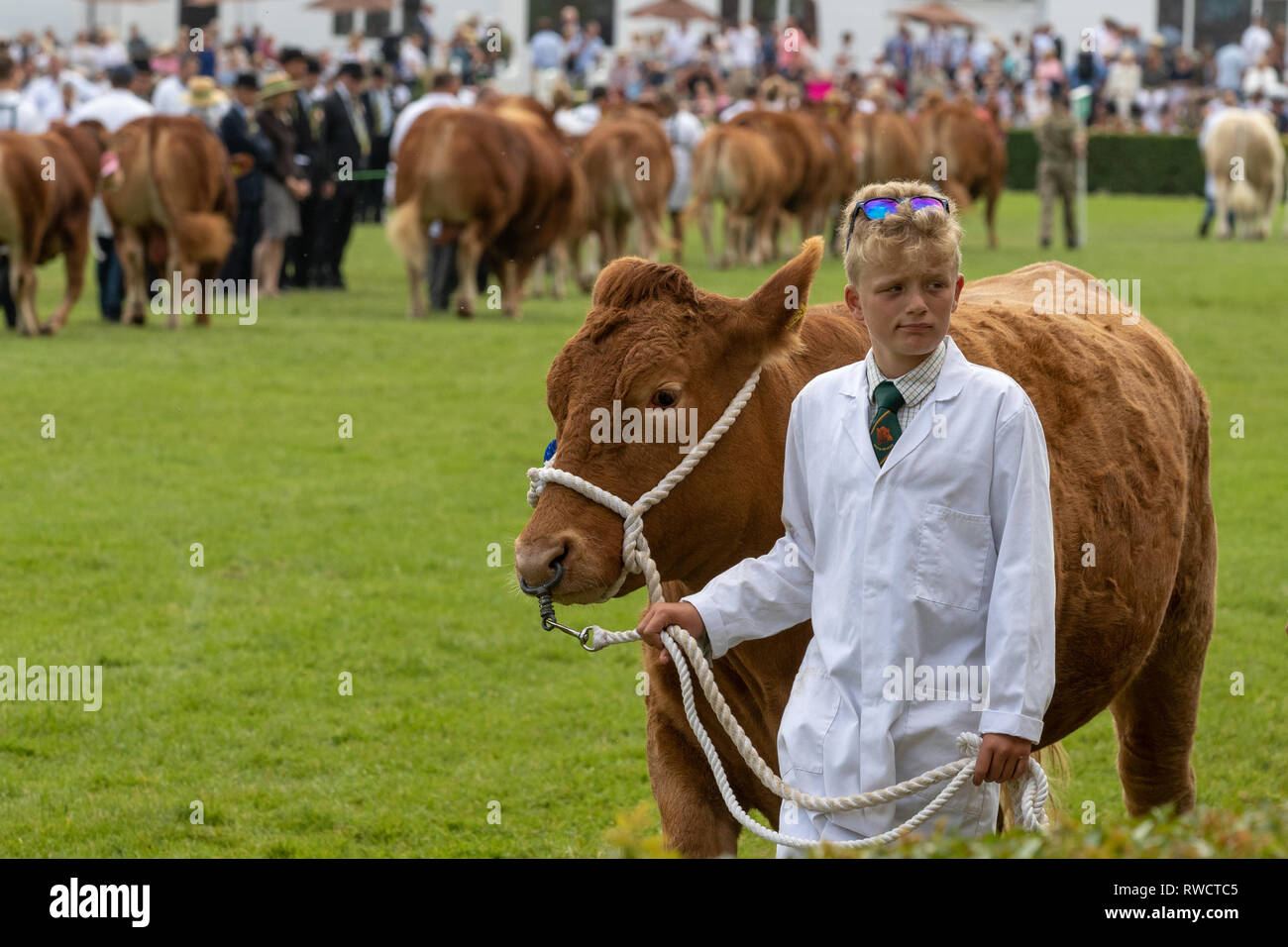 Harrogate, North Yorkshire, UK - July 12th, 2018: Cow judging at the ...