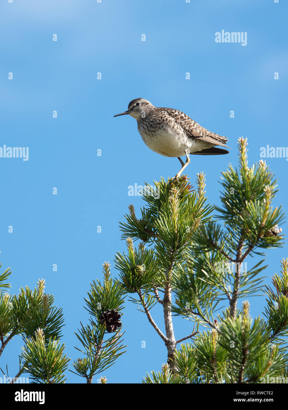 Wood sandpiper tree hi-res stock photography and images - Alamy