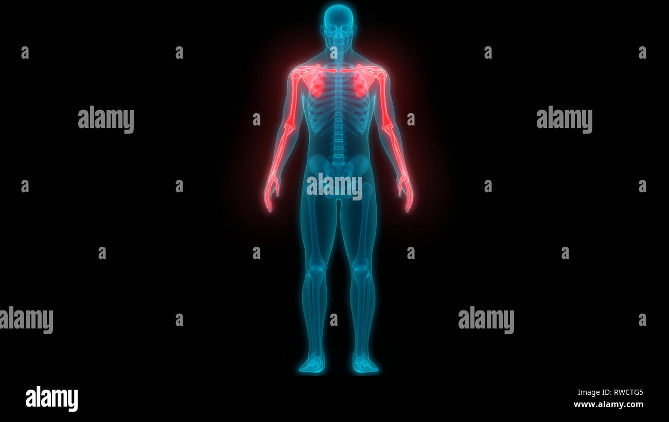 Human Skeleton System Upper Limbs Anatomy Stock Photo - Alamy