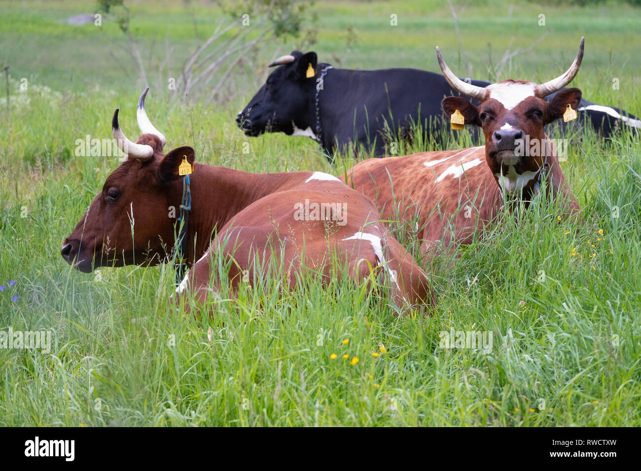 Woody the cow hi-res stock photography and images - Alamy