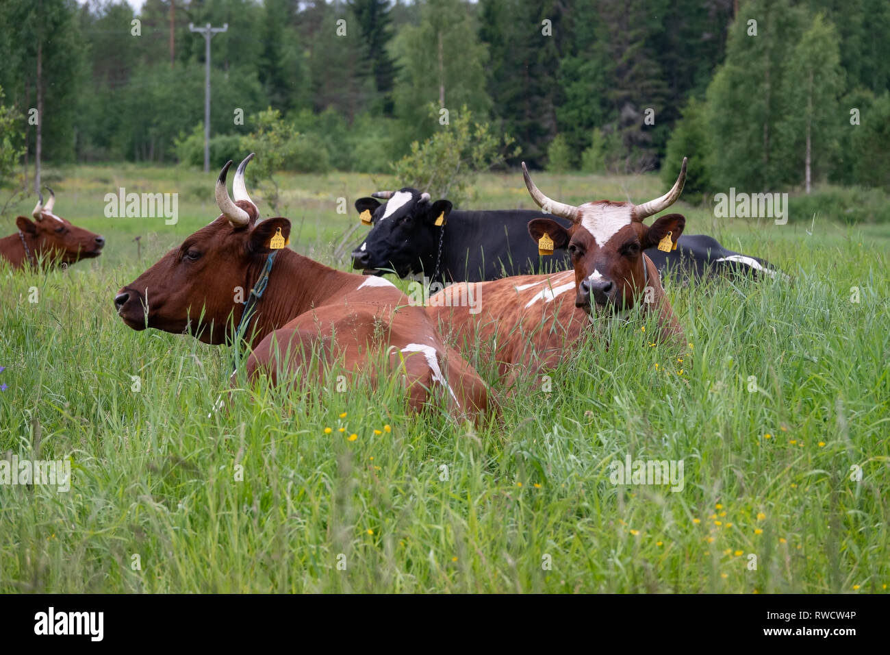 Dublin farm cow hi-res stock photography and images - Alamy