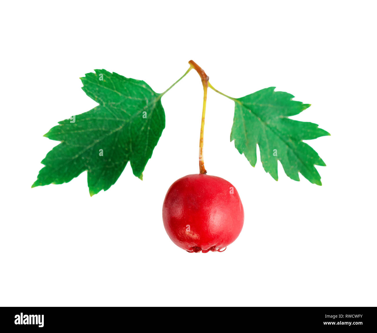 Edible red berry Cut Out Stock Images & Pictures - Alamy