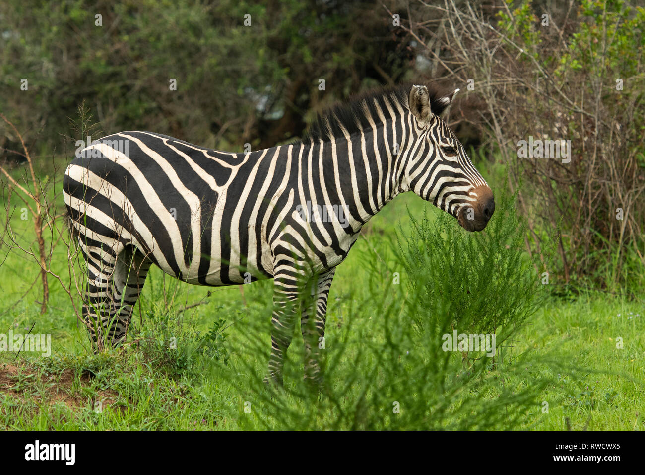 Burchell's zebra, Equus burchellii, Lake Mburo National Park, Uganda ...