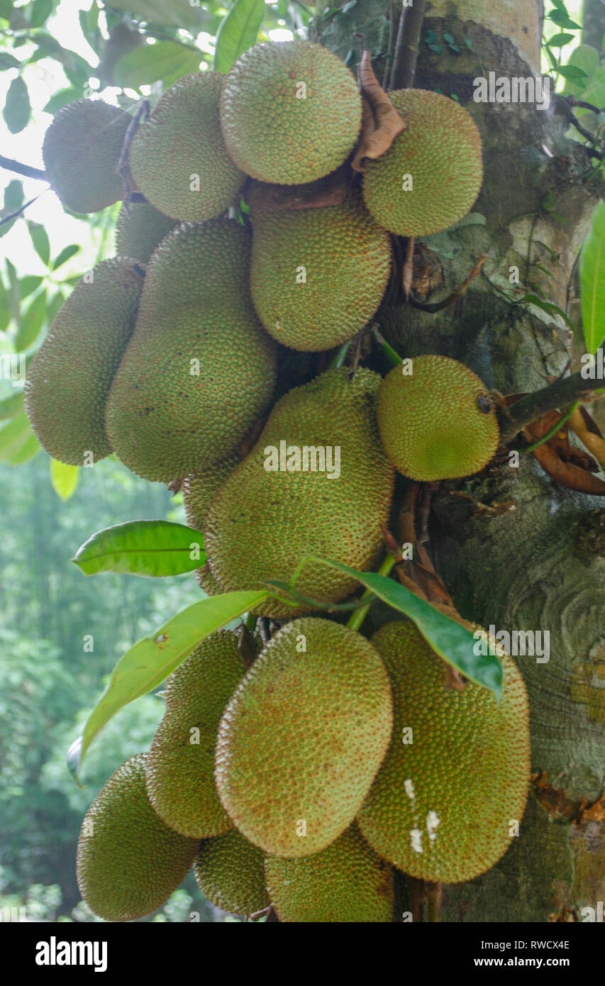 Forest durians hi-res stock photography and images - Alamy