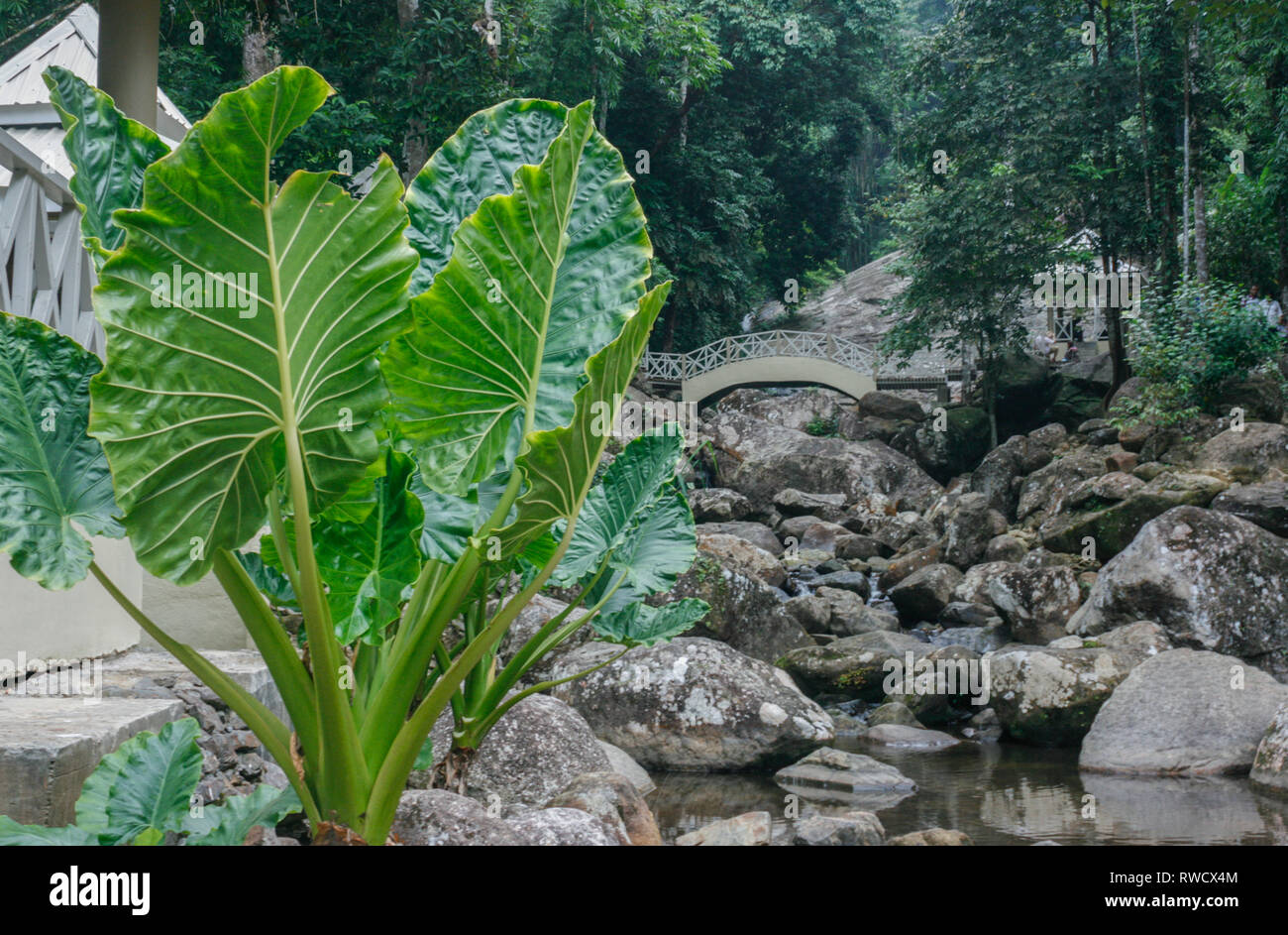 Durian Perangin Waterfall, Langkawi, Malaysia Stock Photo - Alamy