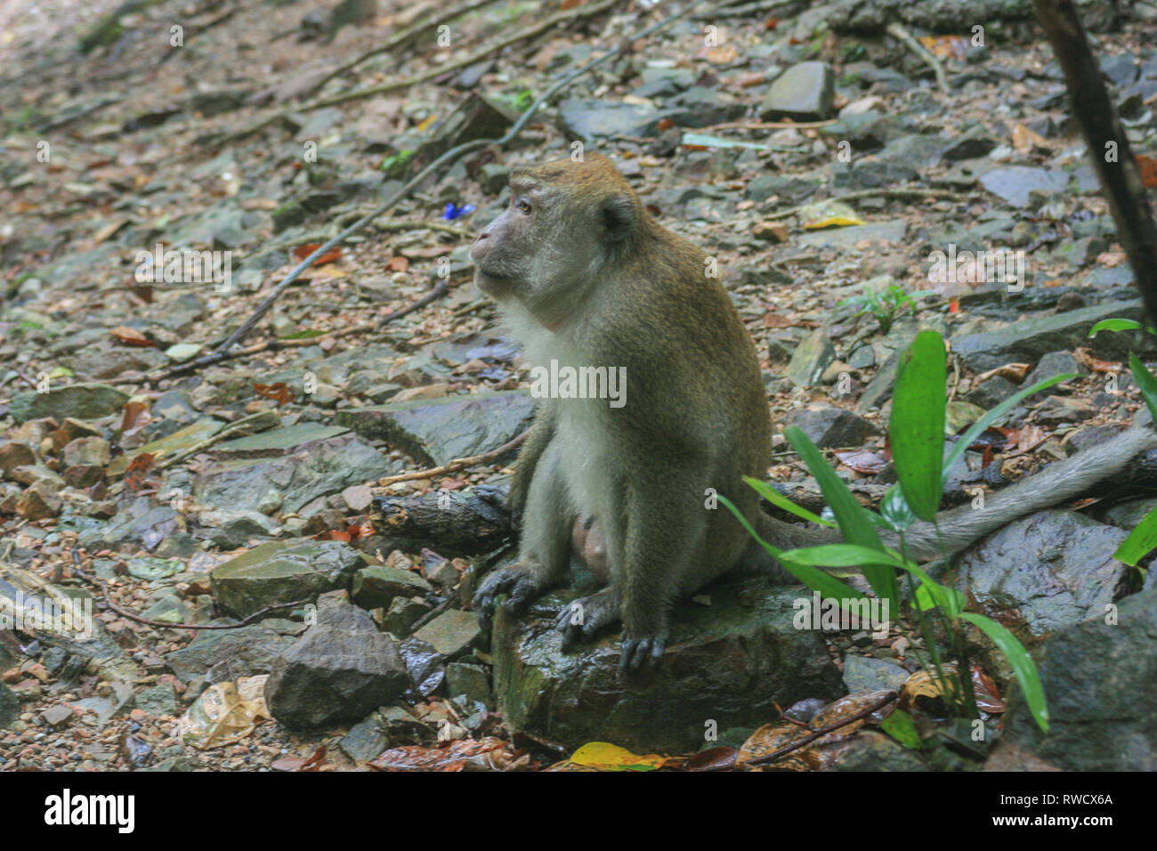 A macaque at Temurun Waterfall, Langkawi, Malaysia Stock Photo - Alamy