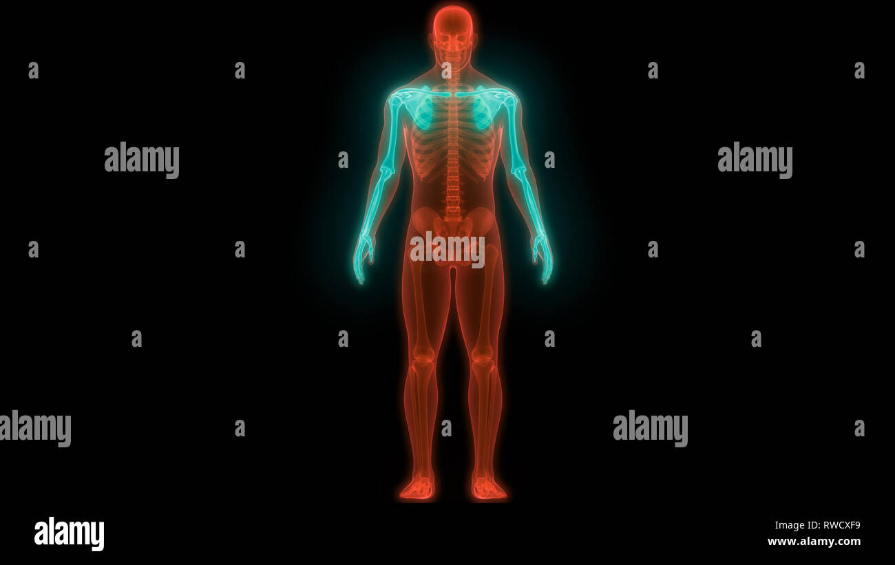 Human Skeleton System Upper Limbs Anatomy Stock Photo - Alamy