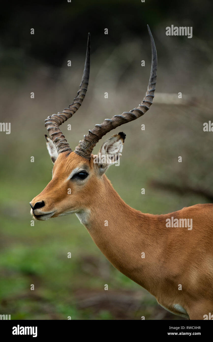 Impala, Aepyceros melampus, Lake Mburo National Park, Uganda Stock ...