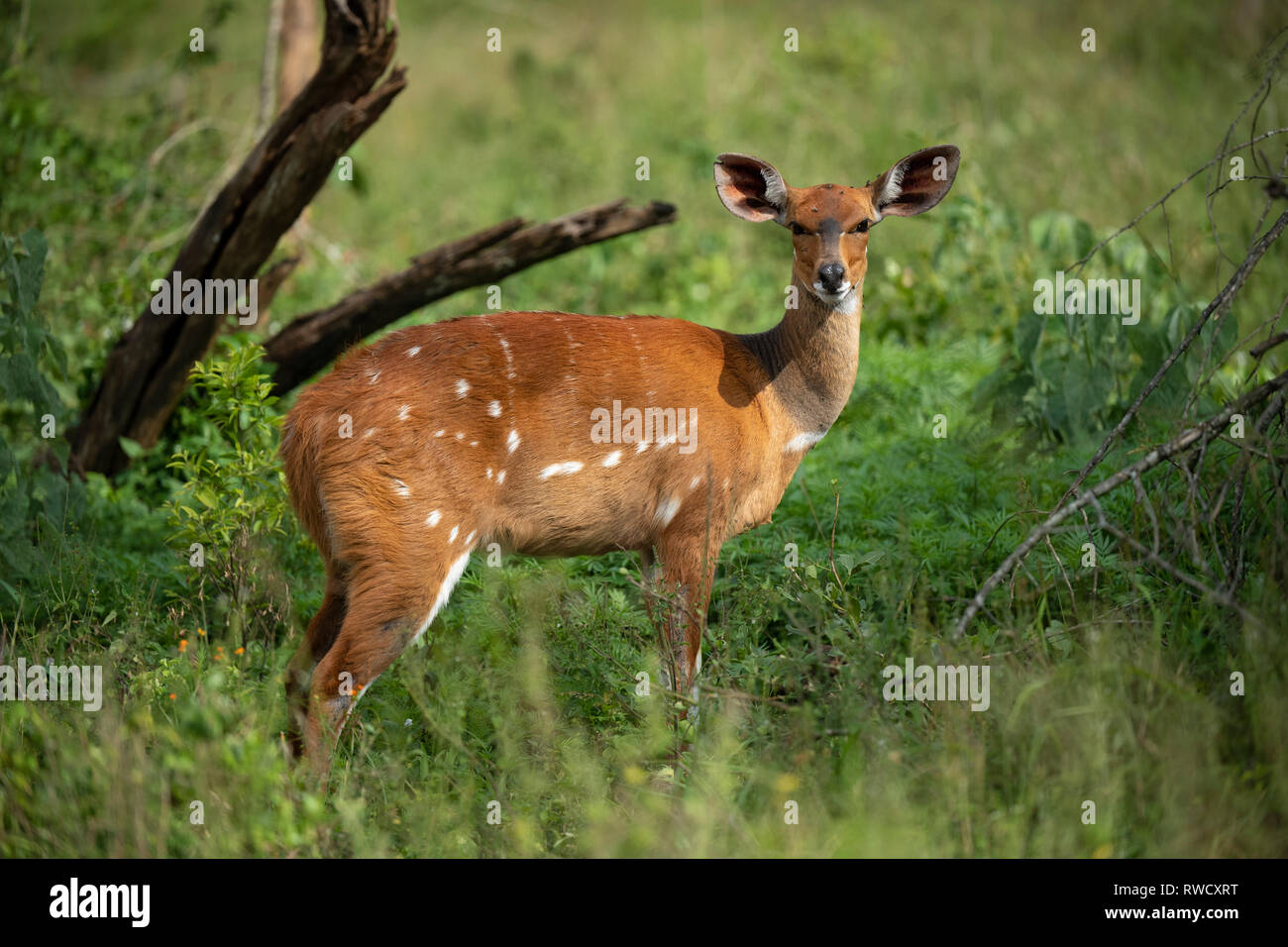 Bushbuck, Tragelaphus scriptus, Lake Mburo National Park, Uganda Stock ...