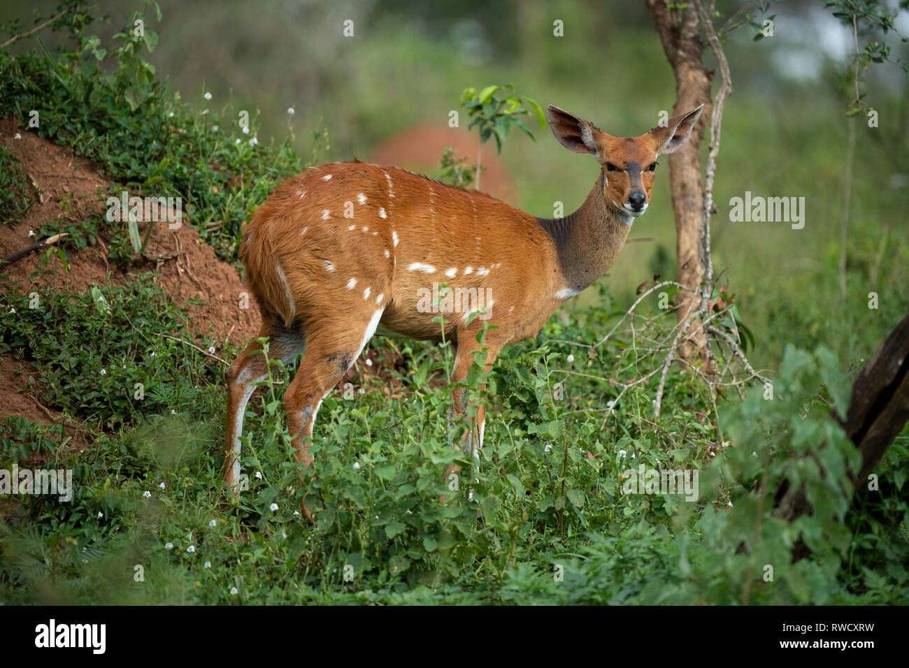 Bushbuck, Tragelaphus scriptus, Lake Mburo National Park, Uganda Stock ...