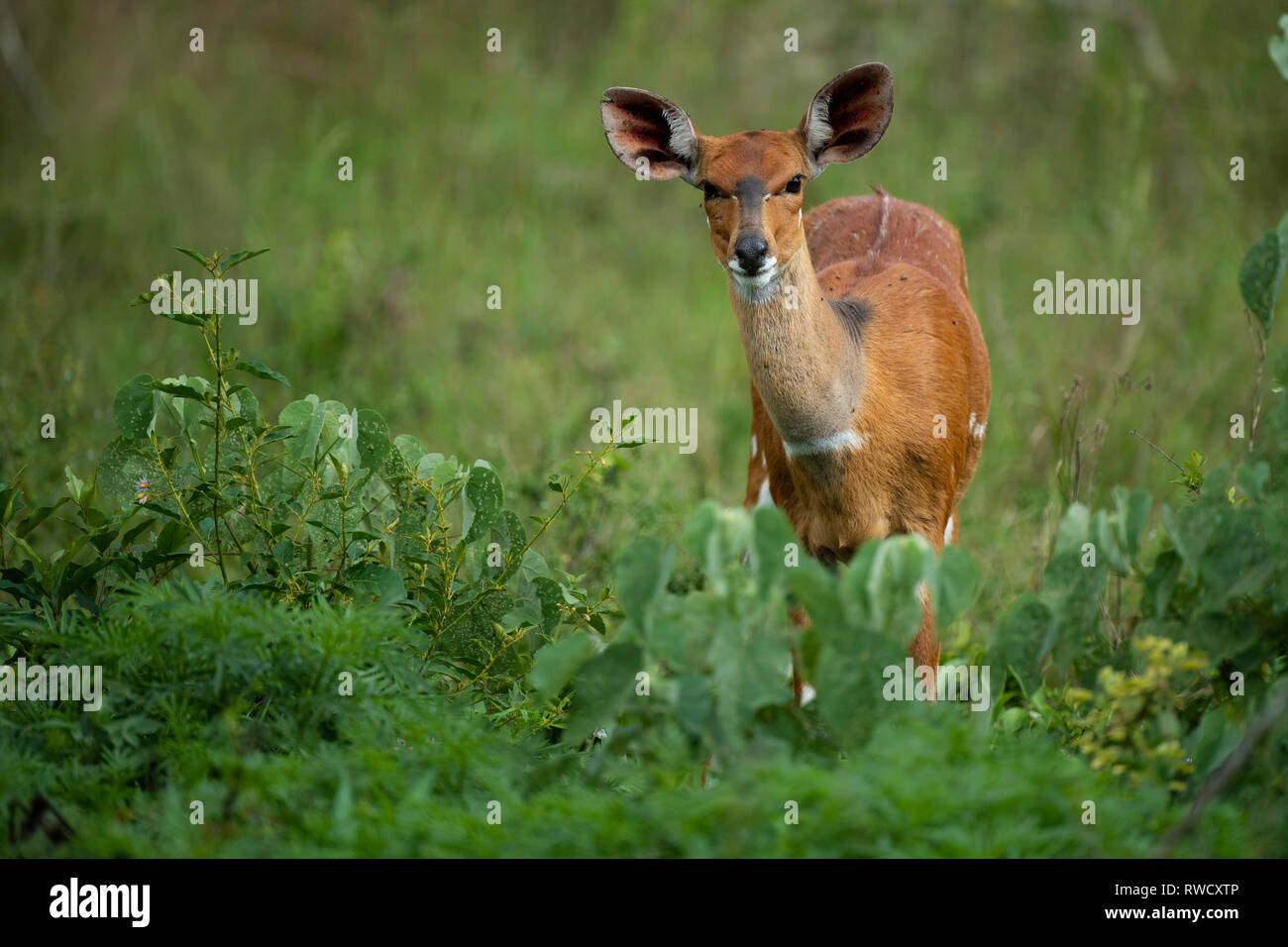 Bushbuck, Tragelaphus scriptus, Lake Mburo National Park, Uganda Stock ...