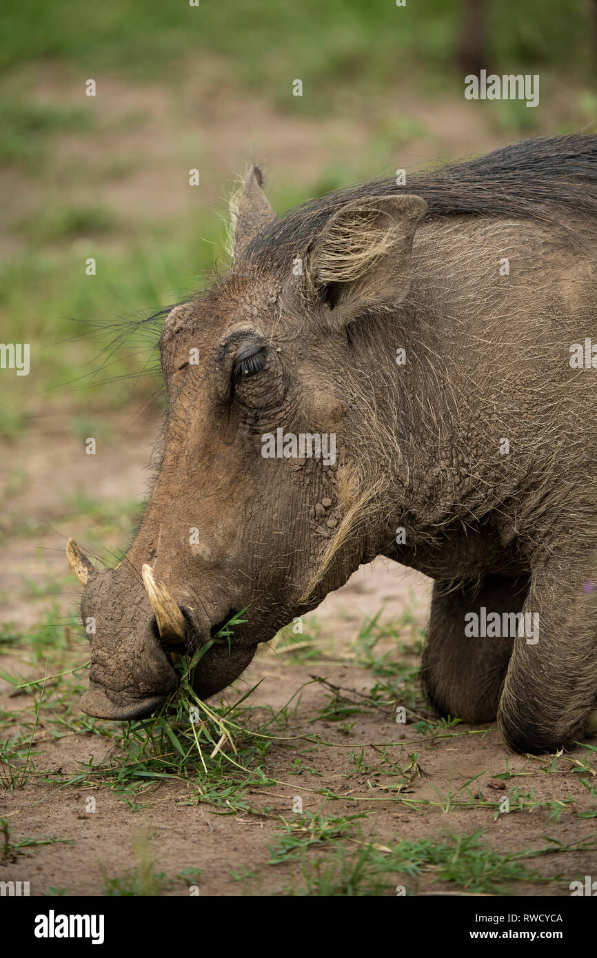 Warthog eating grass, Phacochoerus africanus, Lake Mburo National Park ...
