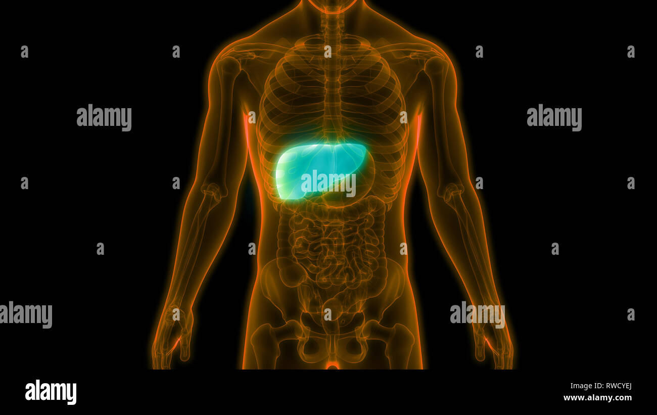 Human Liver Anatomy Stock Photo - Alamy