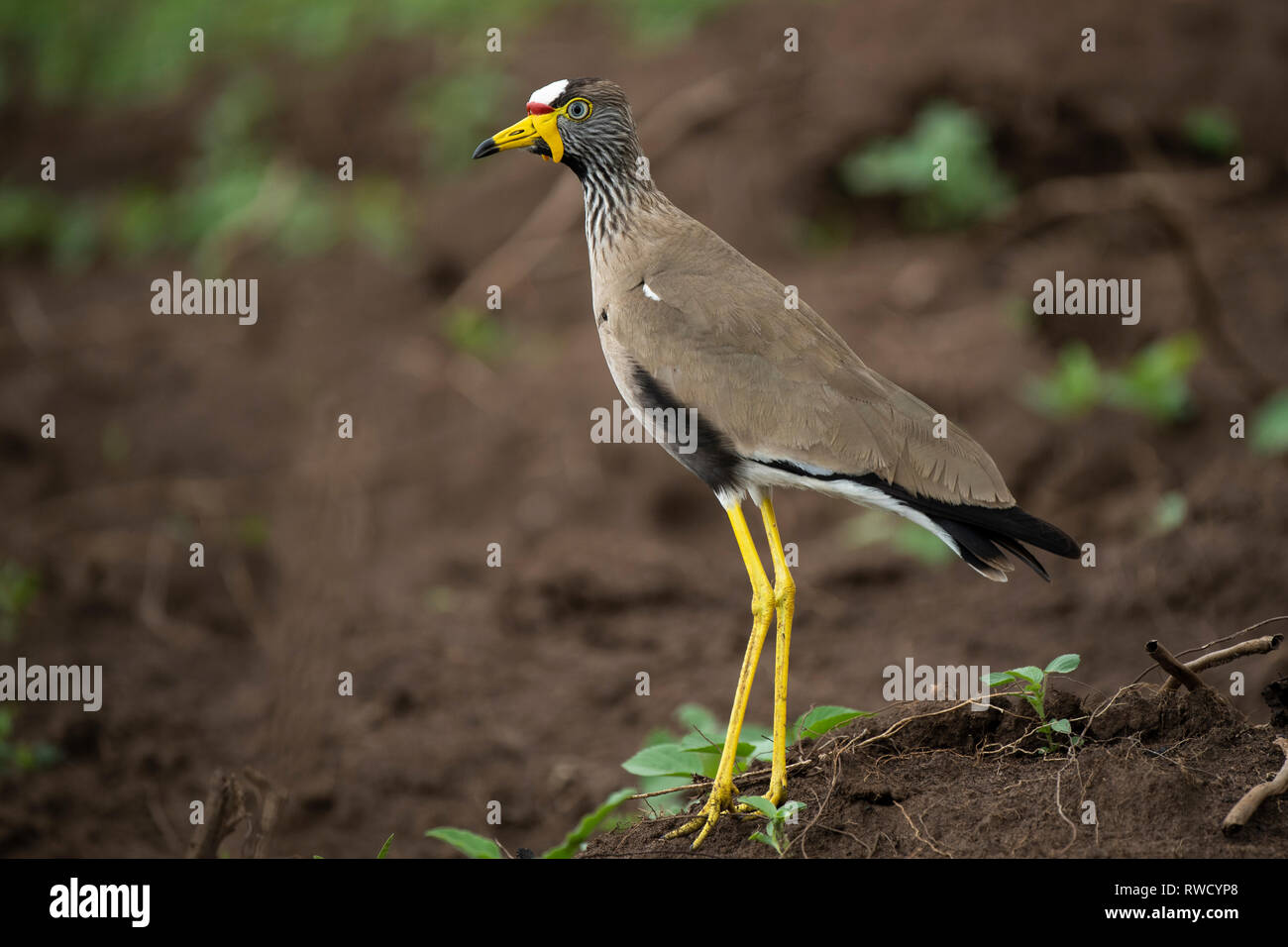 African wattled lapwing, Vanellus senegallus, Lake Mburo National Park ...