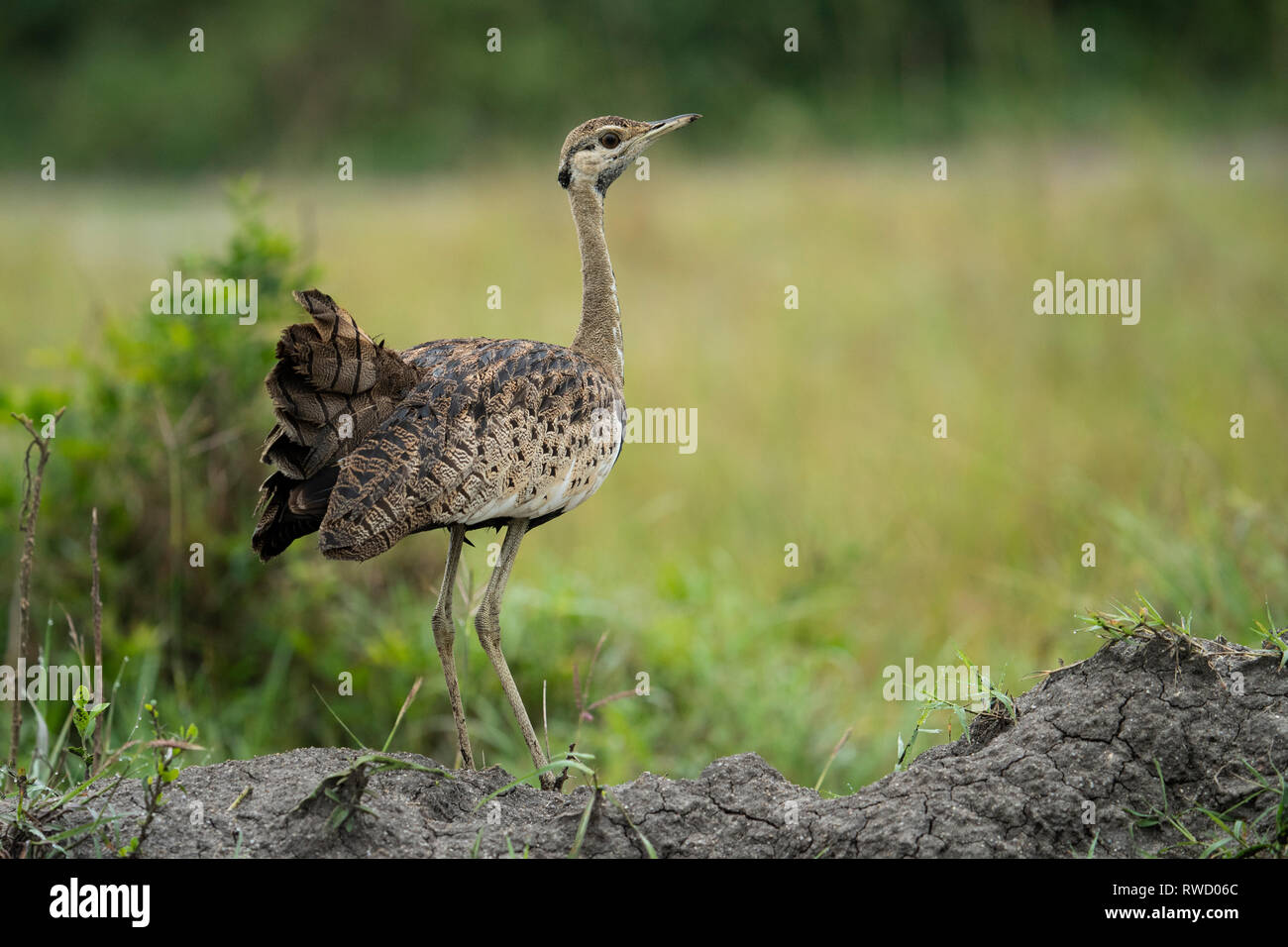 Black-bellied bustard, Eupodotis melanogaster, Lake Mburo National Park ...