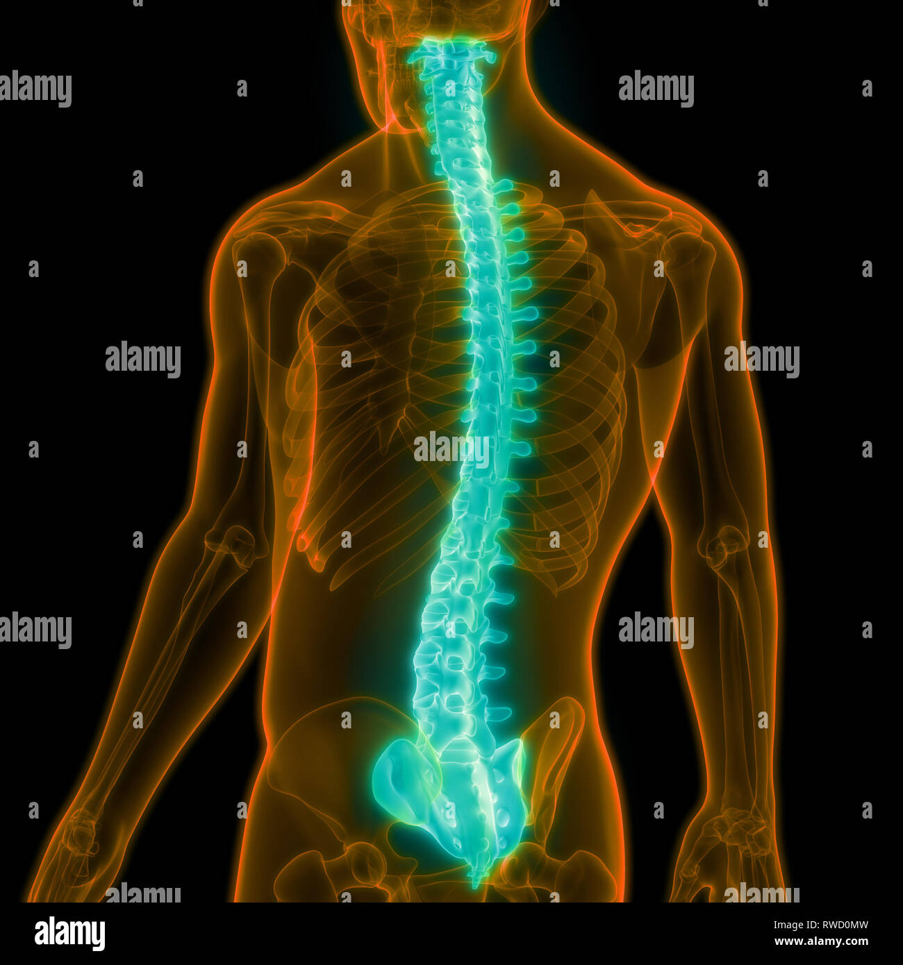 Human Skeleton System Vertebral Column Anatomy Stock Photo - Alamy
