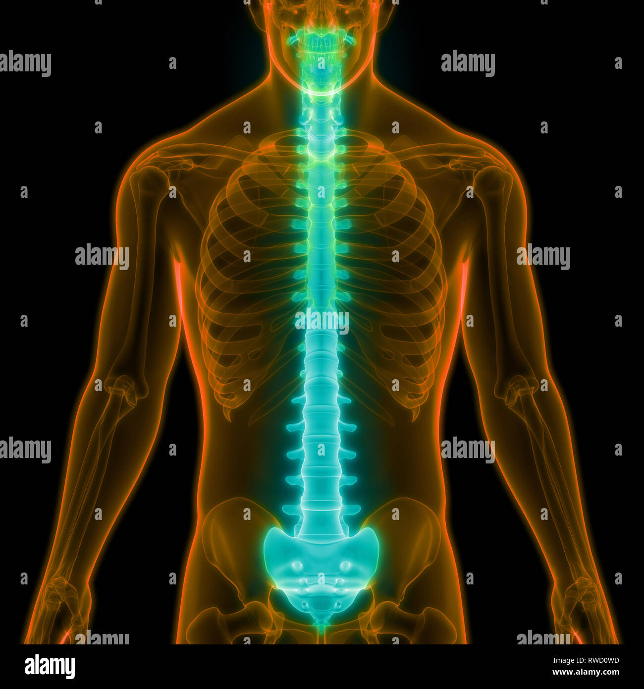 Human Skeleton System Vertebral Column Anatomy Stock Photo - Alamy