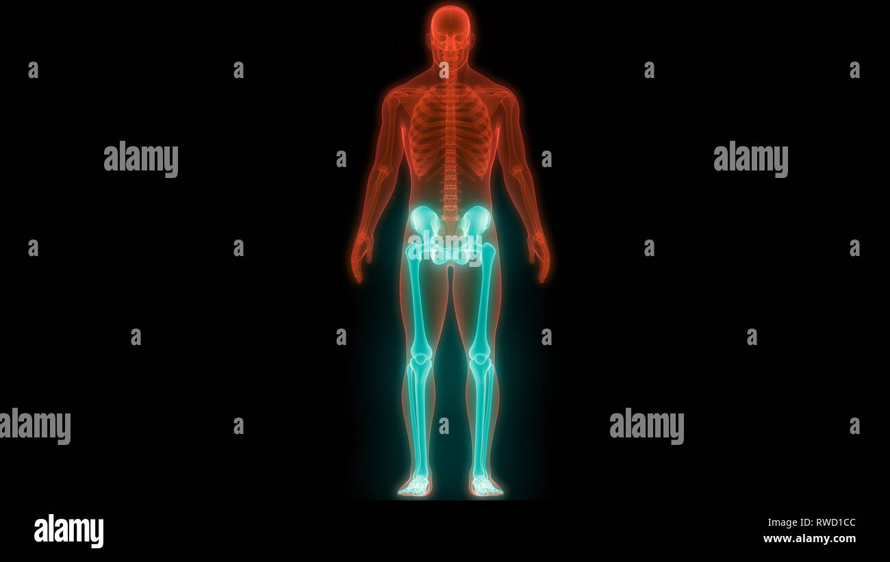 Human Skeleton System Lower Limbs Anatomy Stock Photo - Alamy