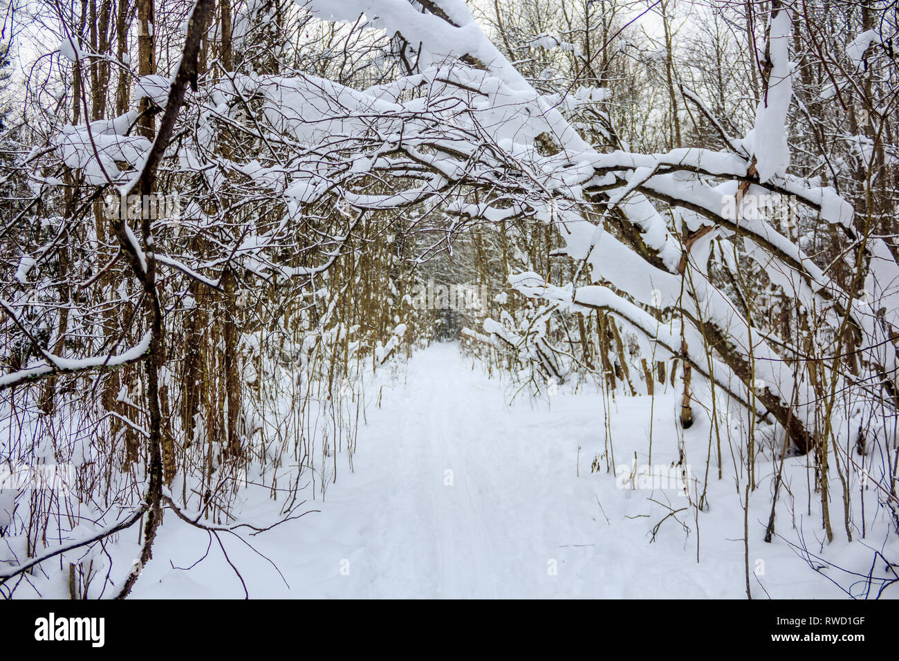 Snowy winter forest in cloudy weather. Russian forests. Forest in ...