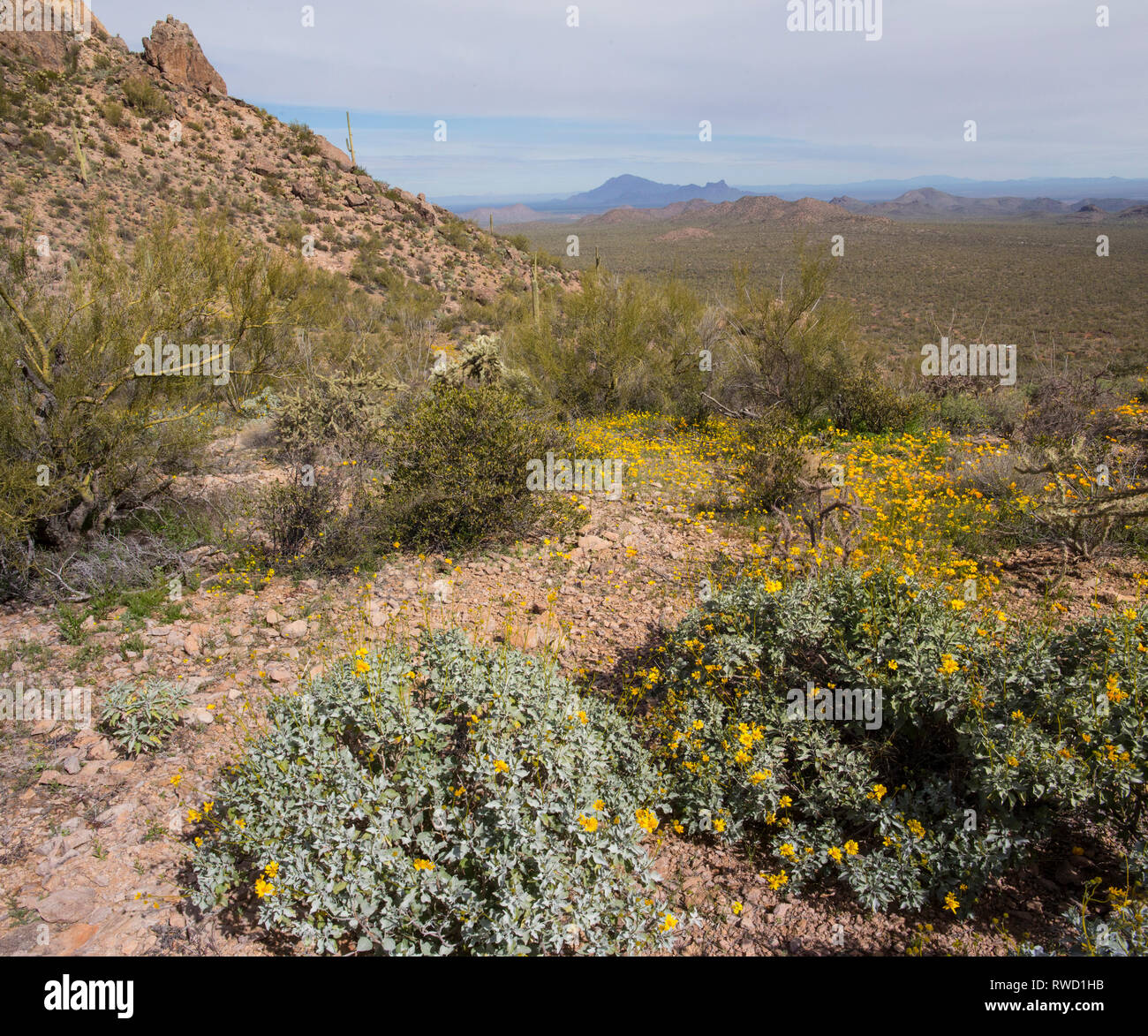 Silverbell mountains hi-res stock photography and images - Alamy