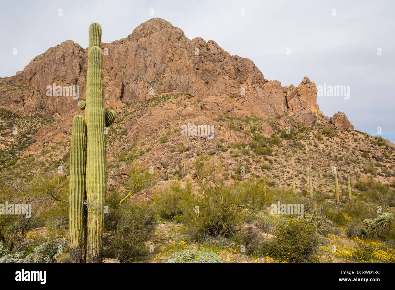 Silverbell mountains hi-res stock photography and images - Alamy