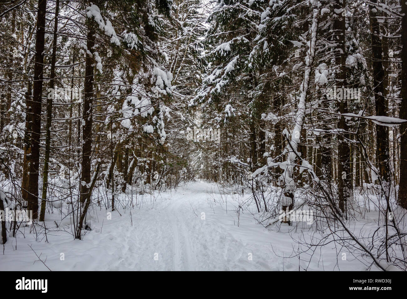 Snowy winter forest in cloudy weather. Russian forests. Forest in ...