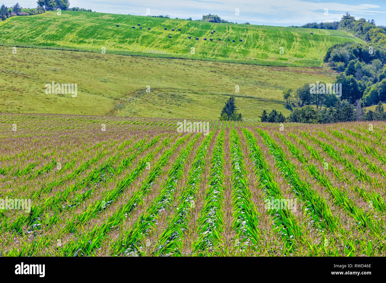 Cornfield hi-res stock photography and images - Alamy