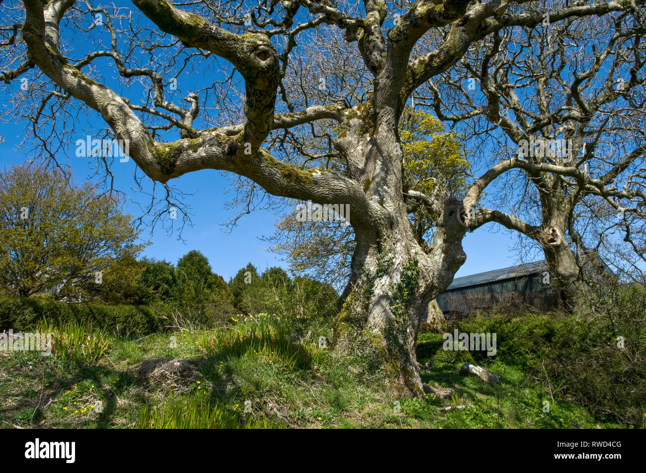 Old tree with twisted branches and twigs. No leaves Stock Photo - Alamy