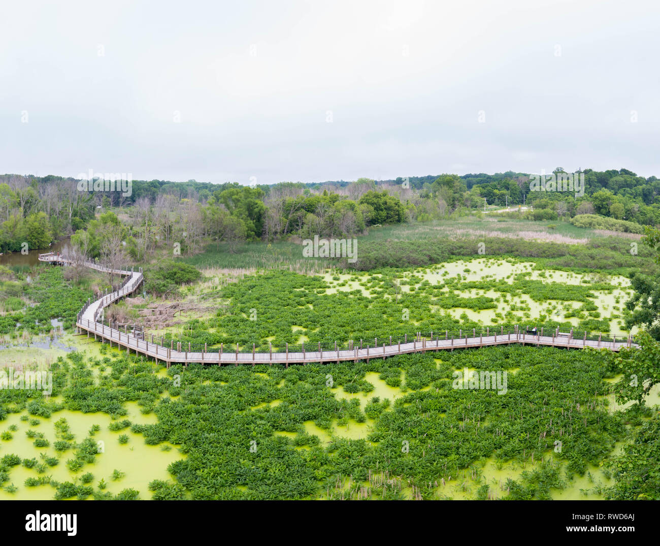 Algae Blooming in a swamp Stock Photo - Alamy