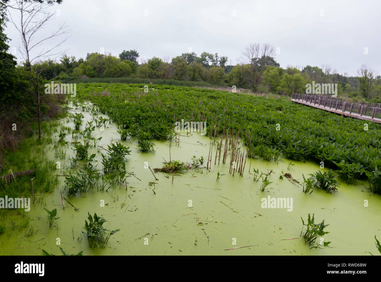 Swamp algae hi-res stock photography and images - Alamy