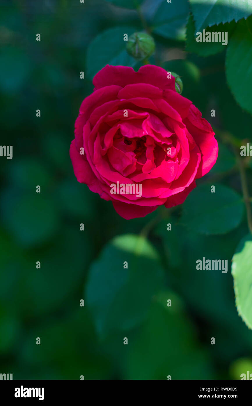 Rose pink light red flowers flower hi-res stock photography and images ...
