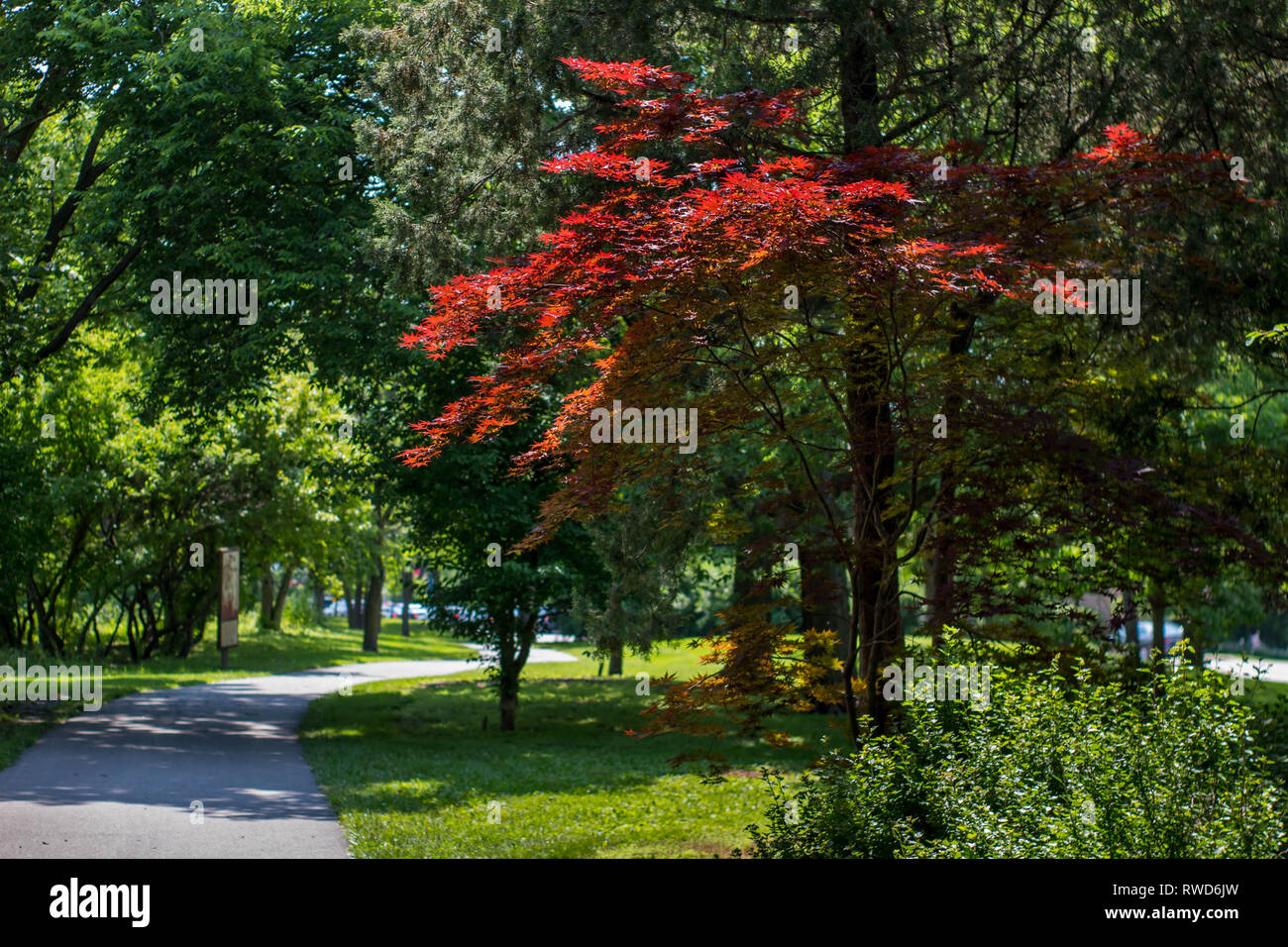 Glowing red Tree Stock Photo - Alamy