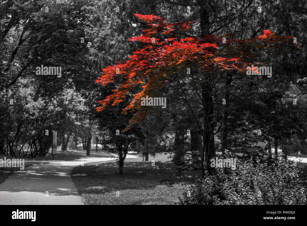 Red tree hi-res stock photography and images - Alamy