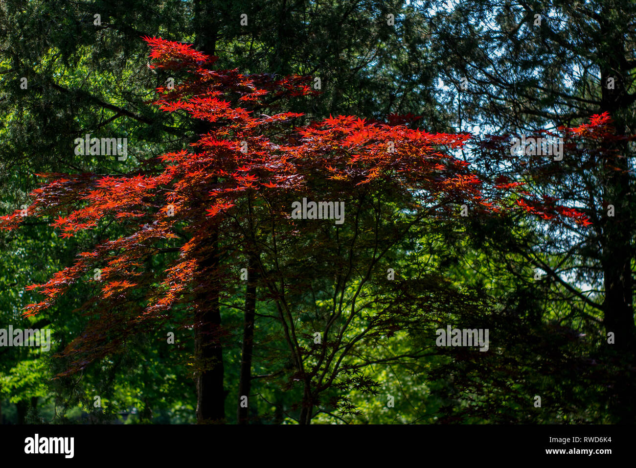 Glowing red Tree Stock Photo - Alamy