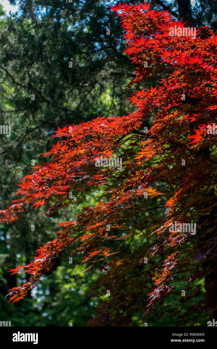 Glowing red Tree Stock Photo - Alamy