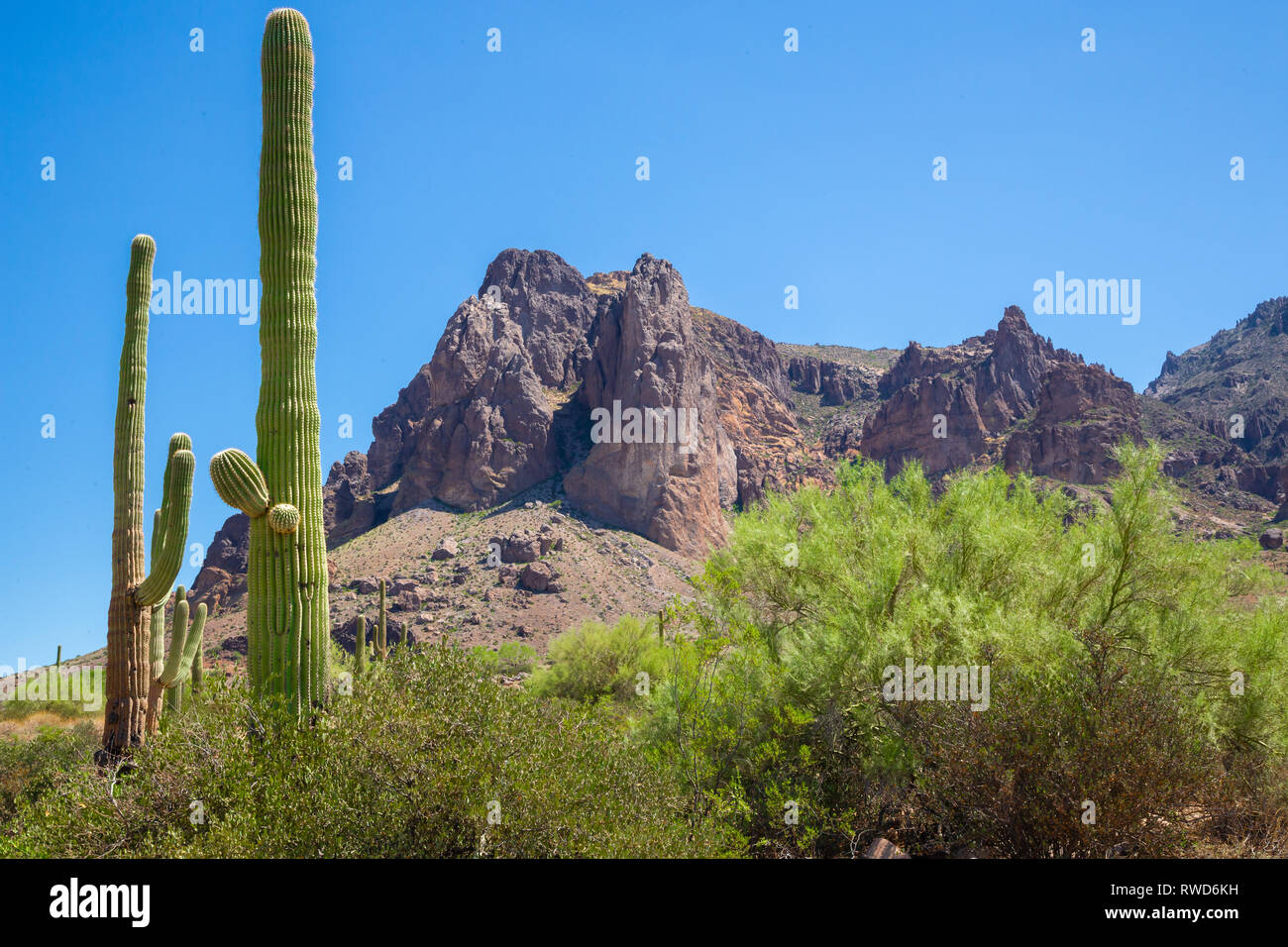 Bright Arizona Landscape with Tall Cacti and Close Up View of the ...