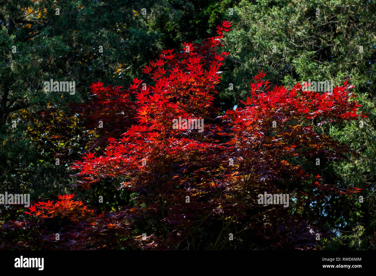 Glowing red Tree Stock Photo - Alamy