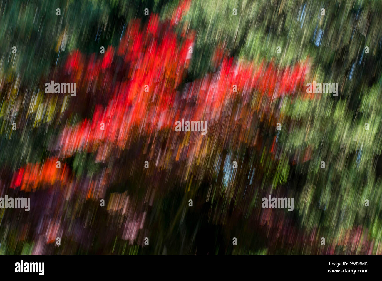 Red tree hi-res stock photography and images - Alamy
