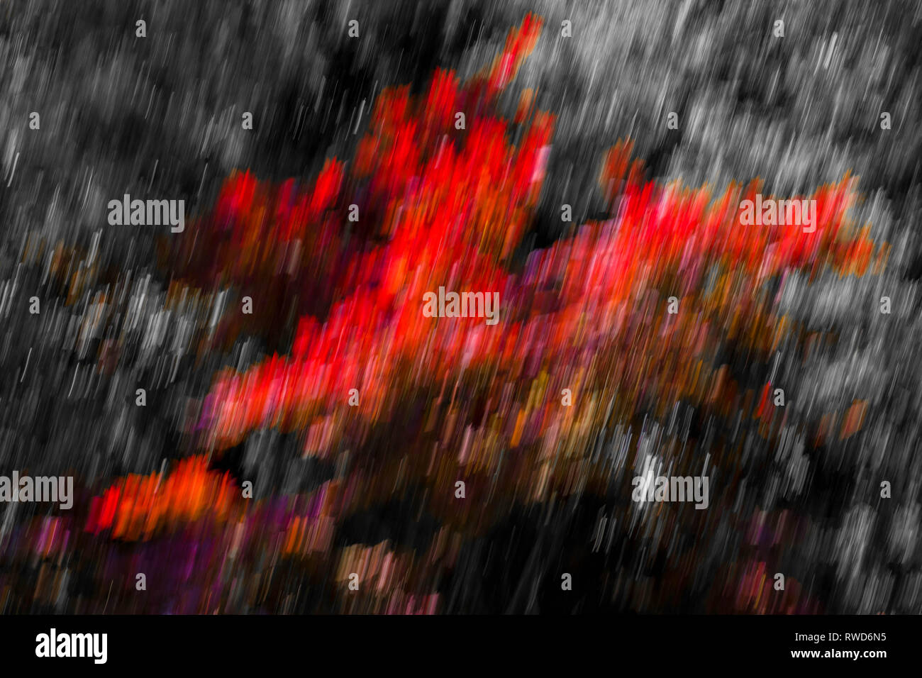 Glowing red Tree Stock Photo - Alamy