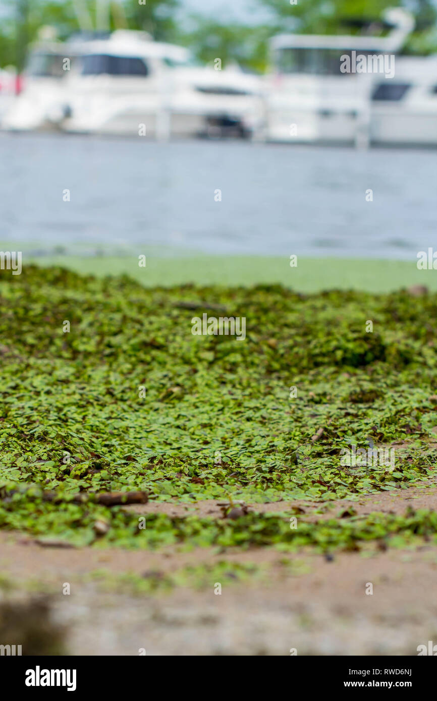 Algae Bloom in a swamp Stock Photo - Alamy