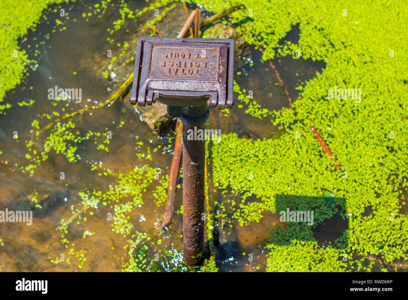 Algae Bloom in a swamp Stock Photo - Alamy