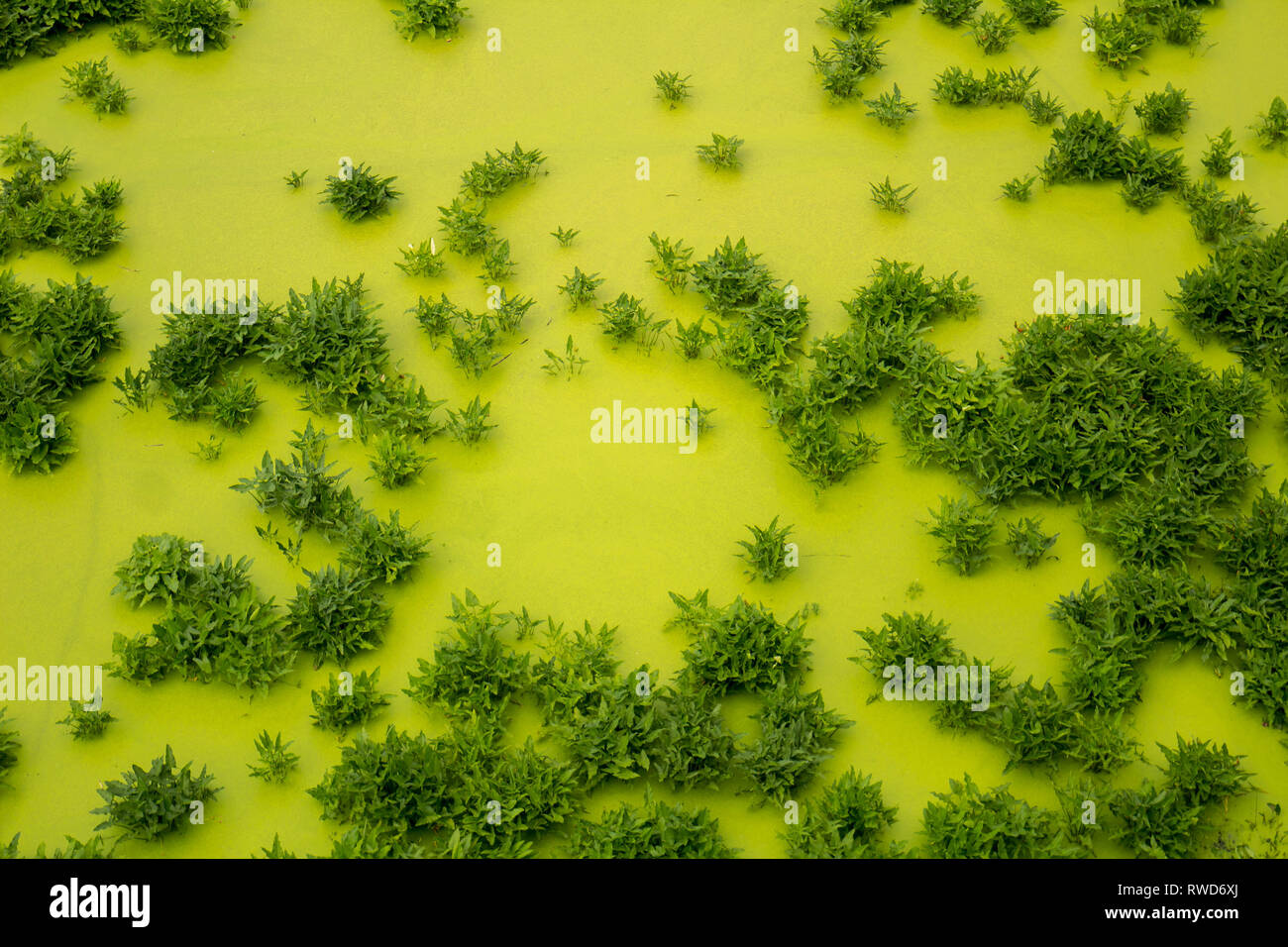 Swamp environment hi-res stock photography and images - Alamy