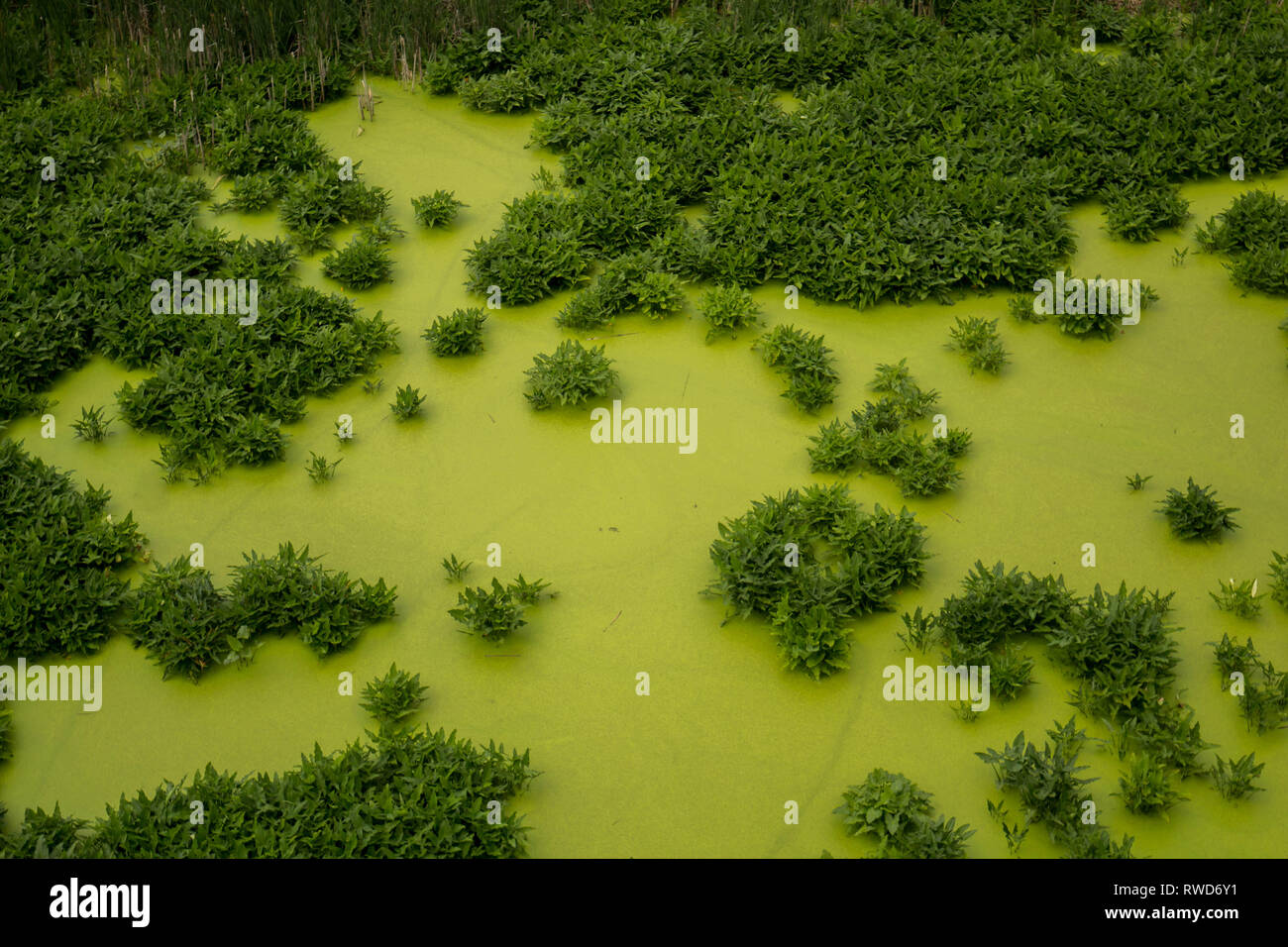 Algae Bloom in a swamp Stock Photo - Alamy